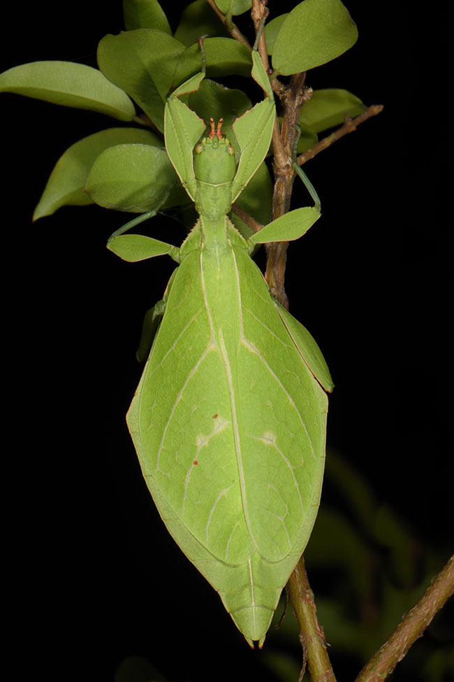 Wildlife of Java, Indonesia