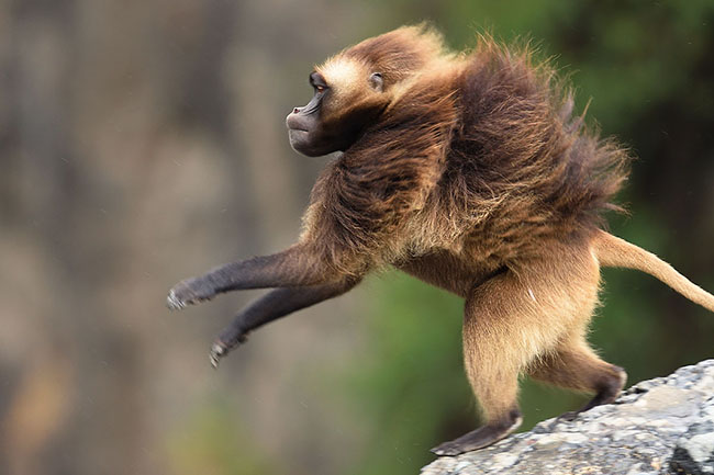 Wildlife of the Ethiopian Highlands
