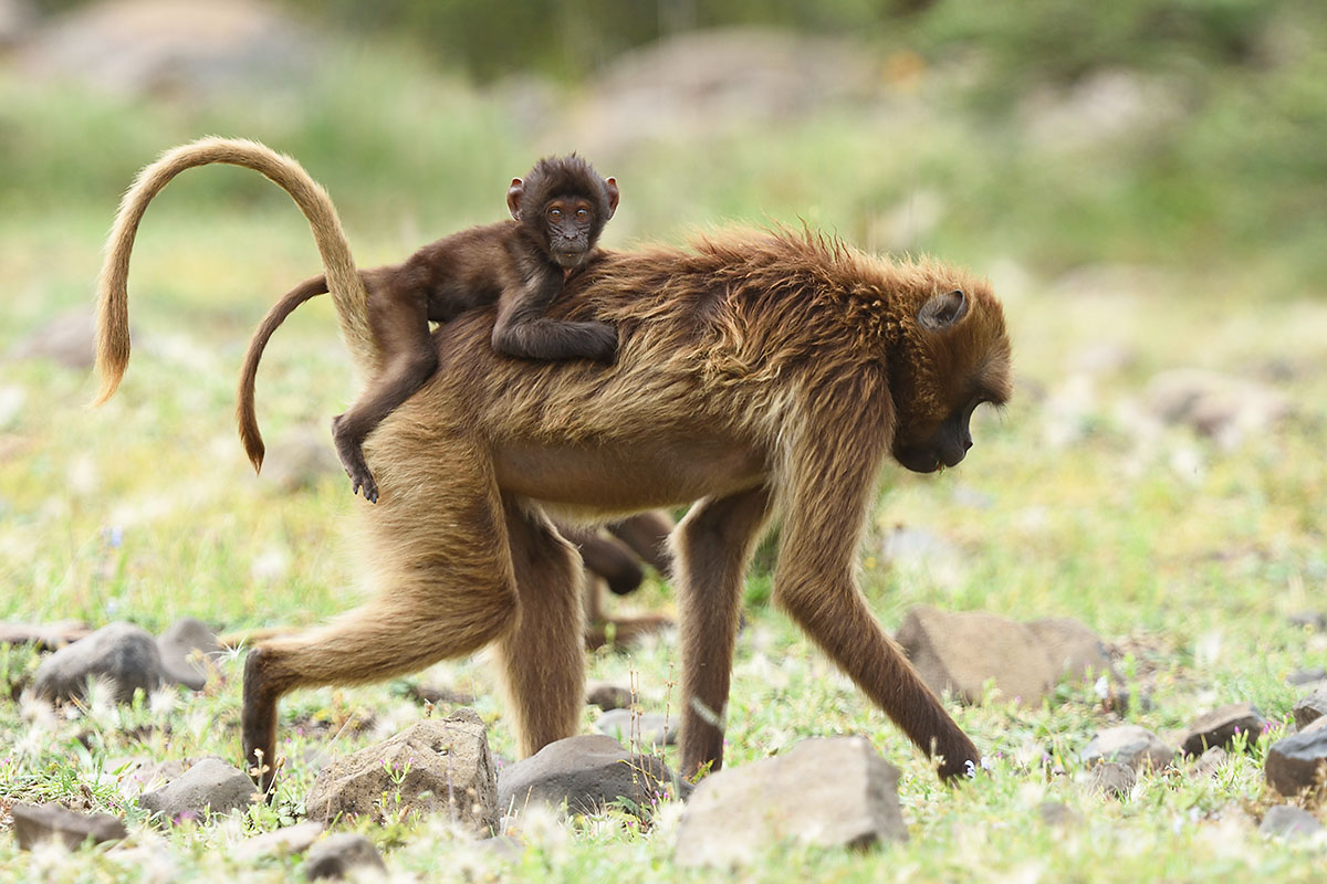 Wildlife of the Ethiopian Highlands