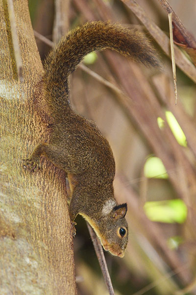 Wildlife of Sulawesi, Indonesia