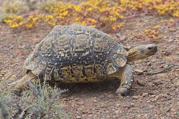 South Africa Trip Report Octcober 2022